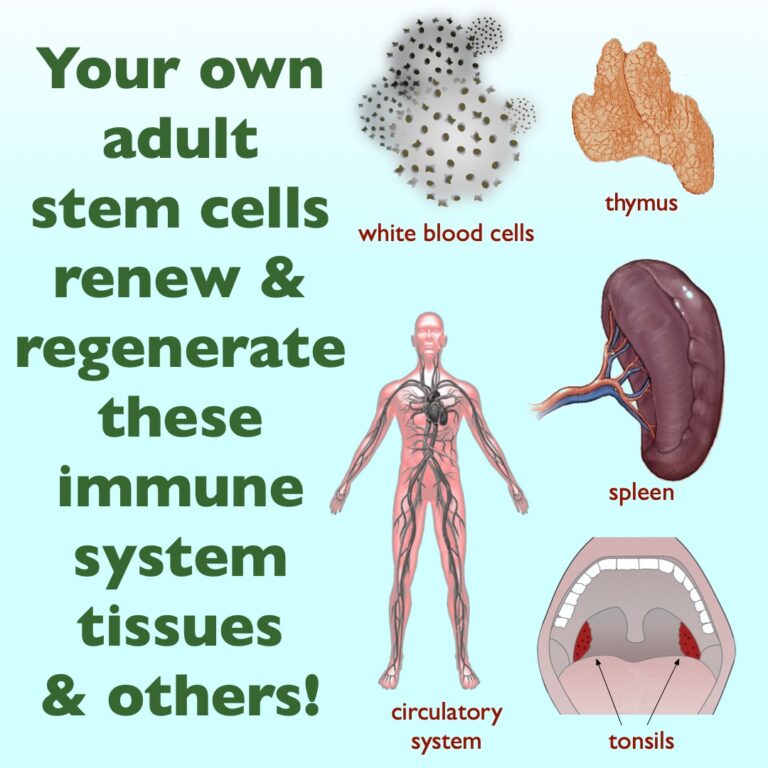 Stem Cells - The Building Blocks of the Body - Stem Cell Nutrition